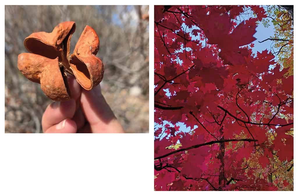 Growing Your Future Favorite Tree - Edible New Mexico